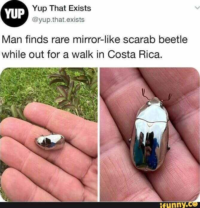 Beetle memes. Best Collection of funny Beetle pictures on iFunny