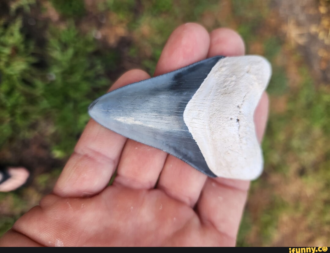 Megalodon memes. Best Collection of funny Megalodon pictures on iFunny