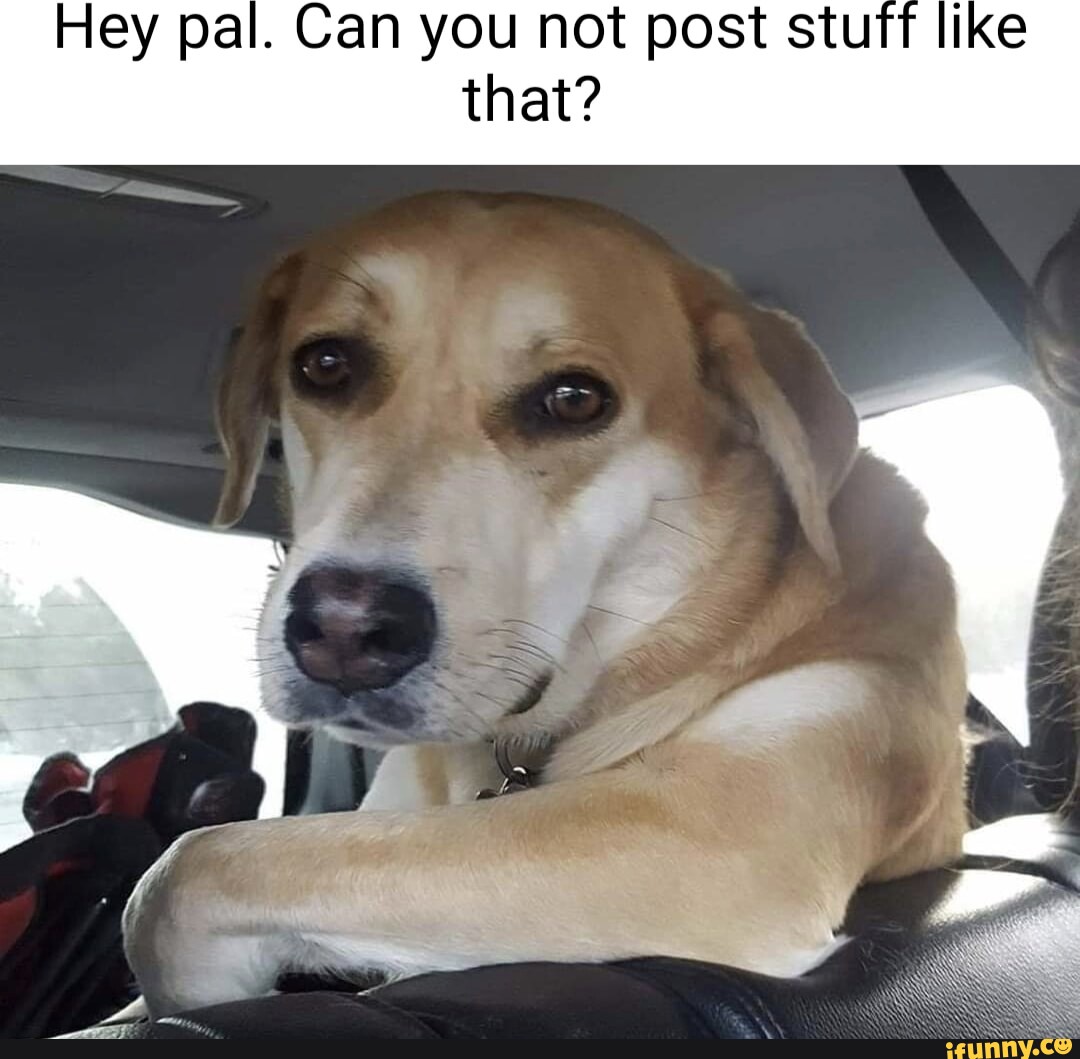 Pal memes. Best Collection of funny Pal pictures on iFunny