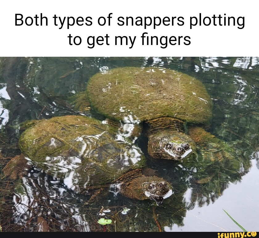 Snappers memes. Best Collection of funny Snappers pictures on iFunny