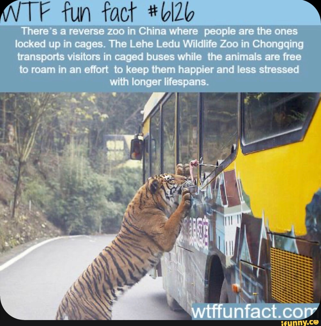 AWS There's a reverse zoo in China where people are the ones locked up in cages. The Lehe Ledu ...