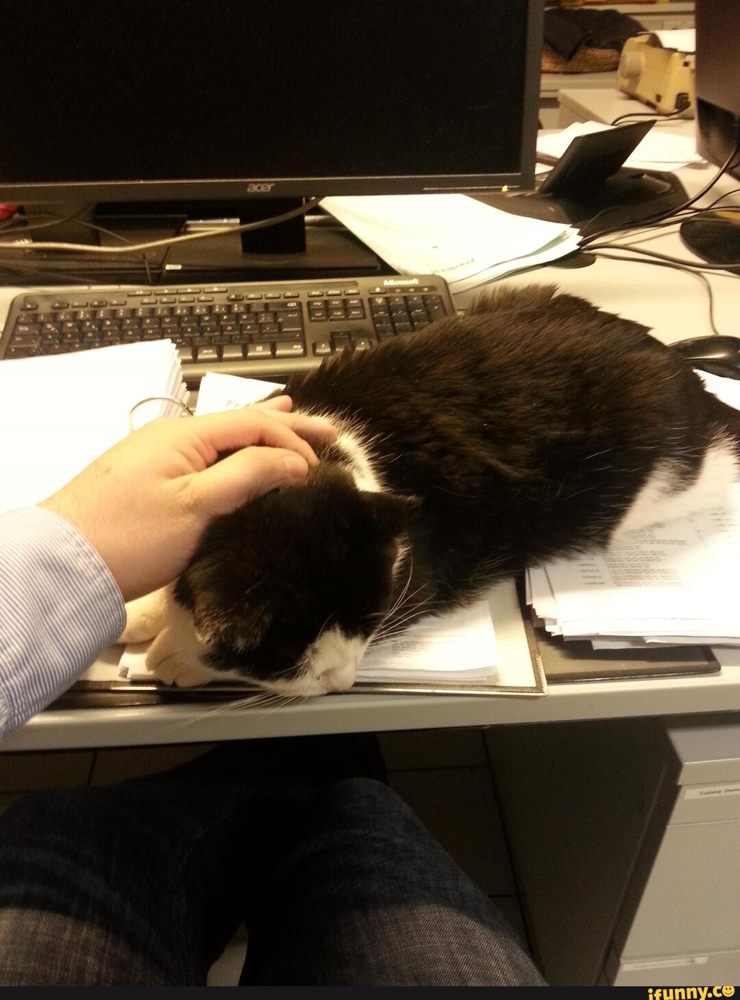 Officecat memes. Best Collection of funny Officecat pictures on iFunny