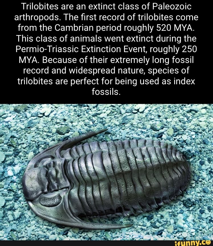 Indexfossil memes. Best Collection of funny Indexfossil pictures on iFunny