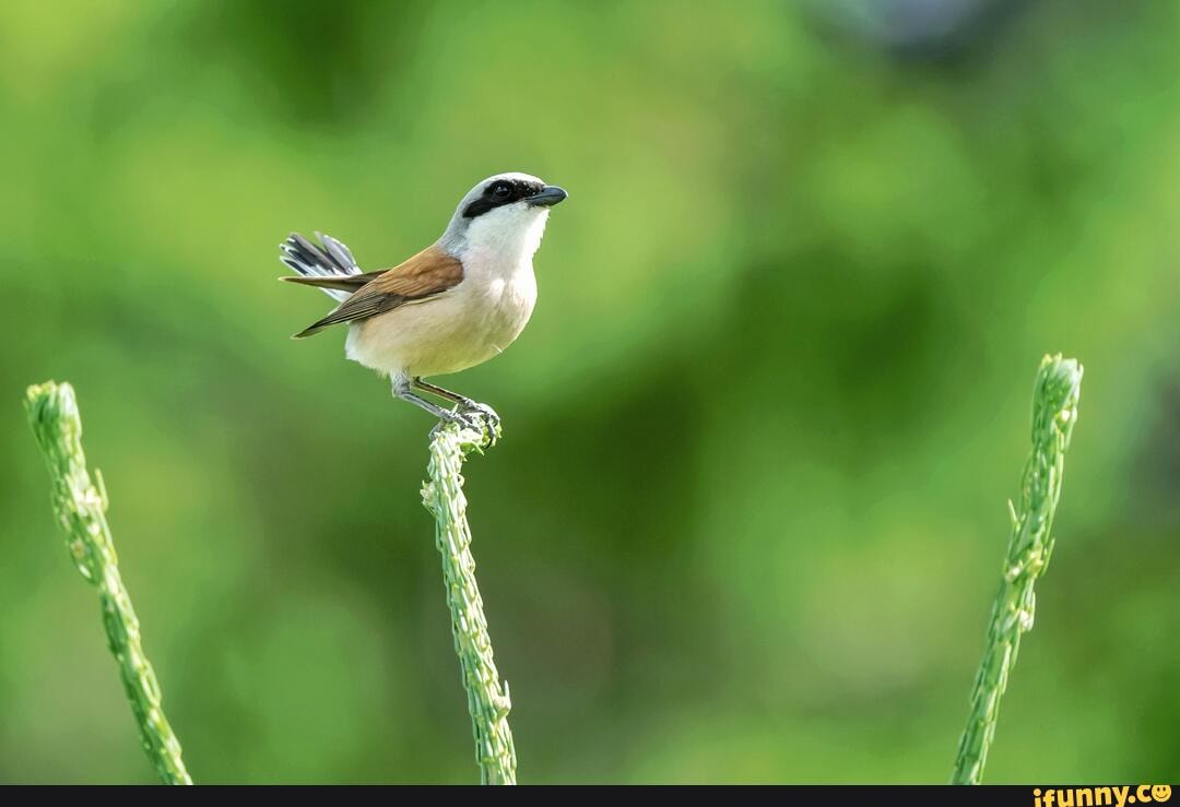 Shrike memes. Best Collection of funny Shrike pictures on iFunny