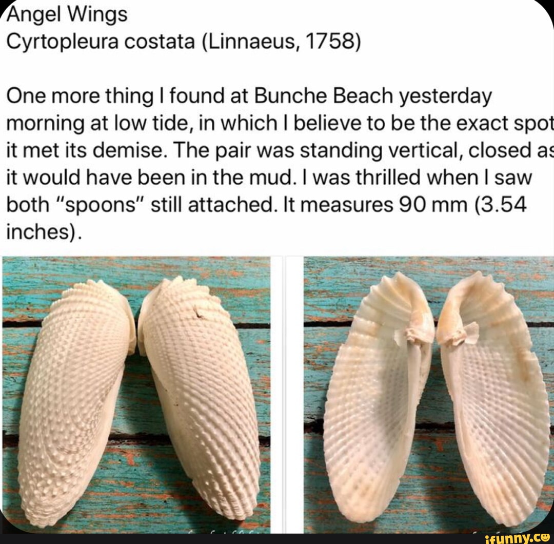 Angel Wings Cyrtopleura costata (Linnaeus, 1758) One more thing I found ...