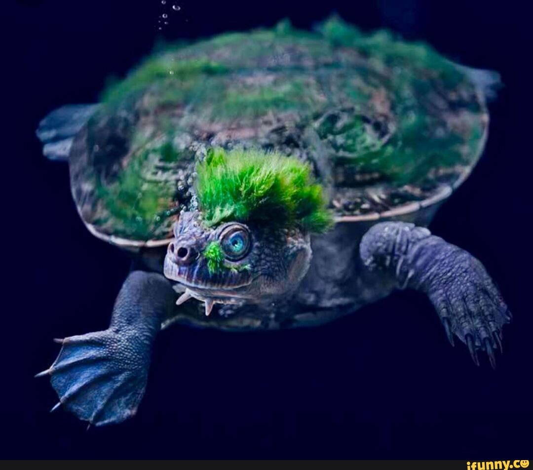 Algae memes. Best Collection of funny Algae pictures on iFunny