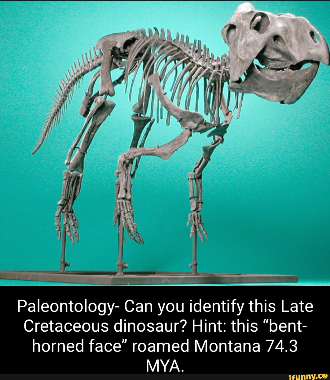 Paleontology Can You Identify This Late Cretaceous Dinosaur Hint paleontology-can-you-identify-this-late-cretaceous-dinosaur-hint