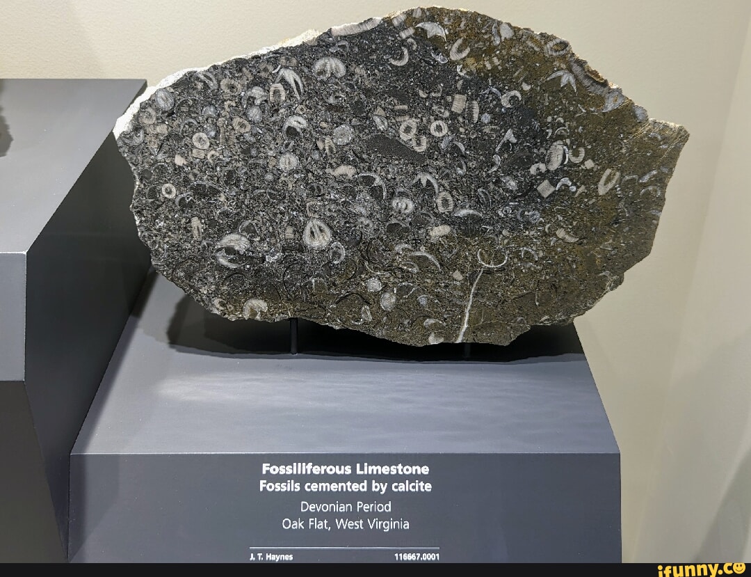 Devonian memes. Best Collection of funny Devonian pictures on iFunny