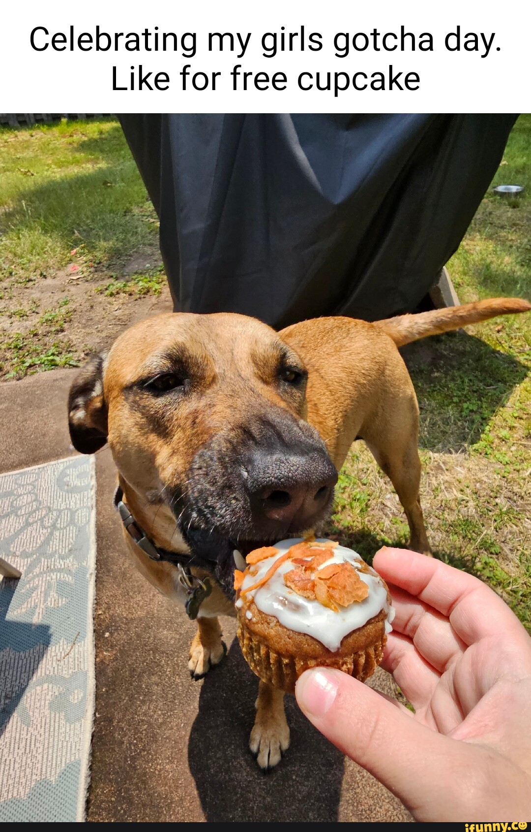 Celebrating my girls gotcha day. Like for free cupcake - iFunny
