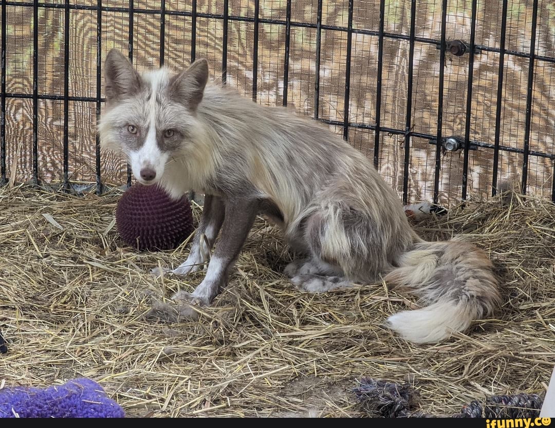 Tfm_opal memes. Best Collection of funny Tfm_opal pictures on iFunny