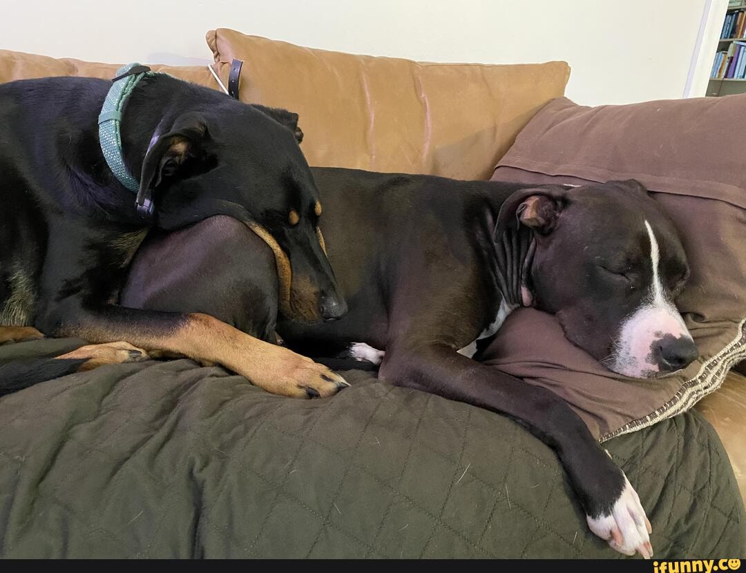 Smushed memes. Best Collection of funny Smushed pictures on iFunny