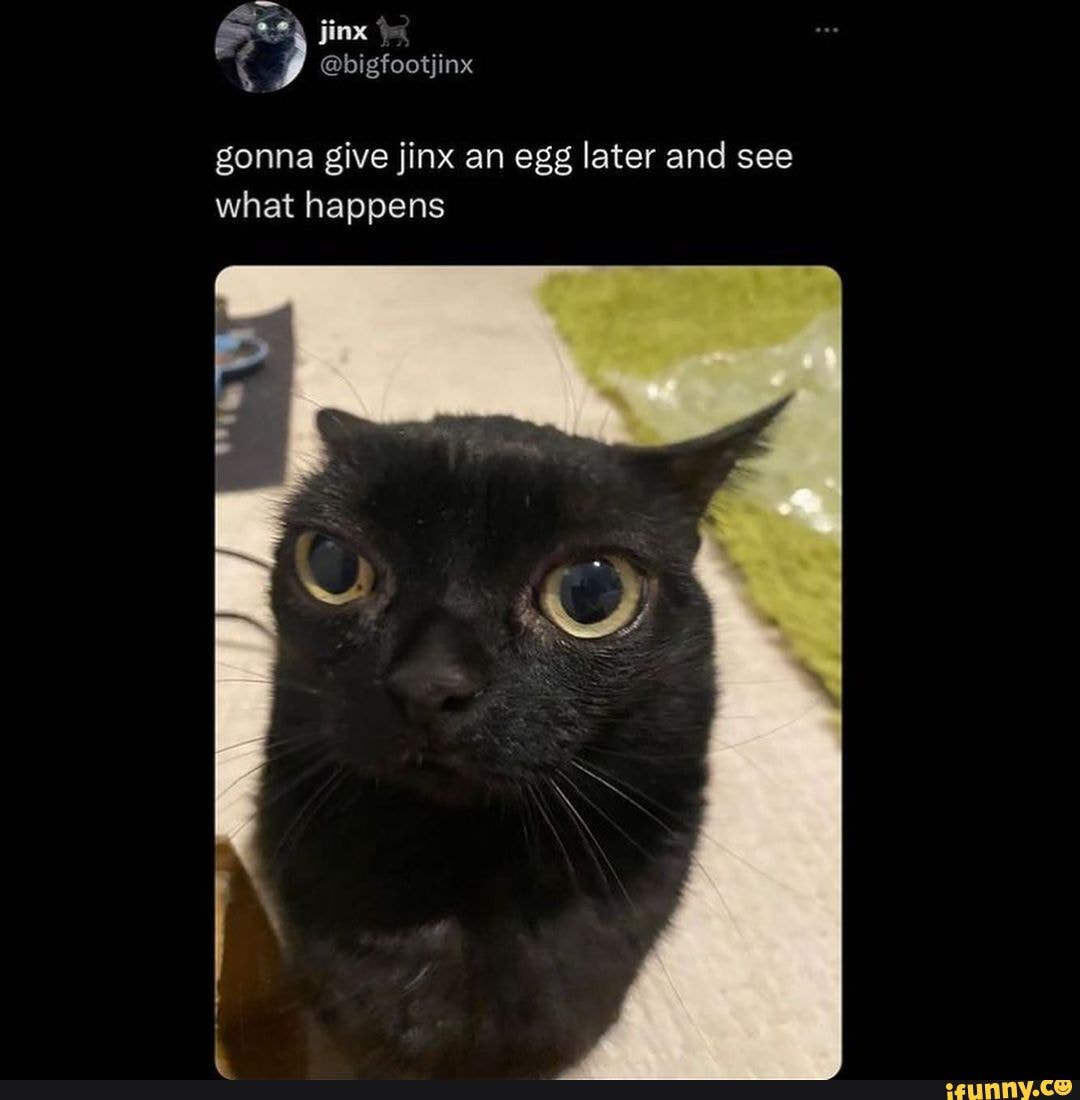 @bigfootjinx gonna give jinx an egg later and see what happens - iFunny