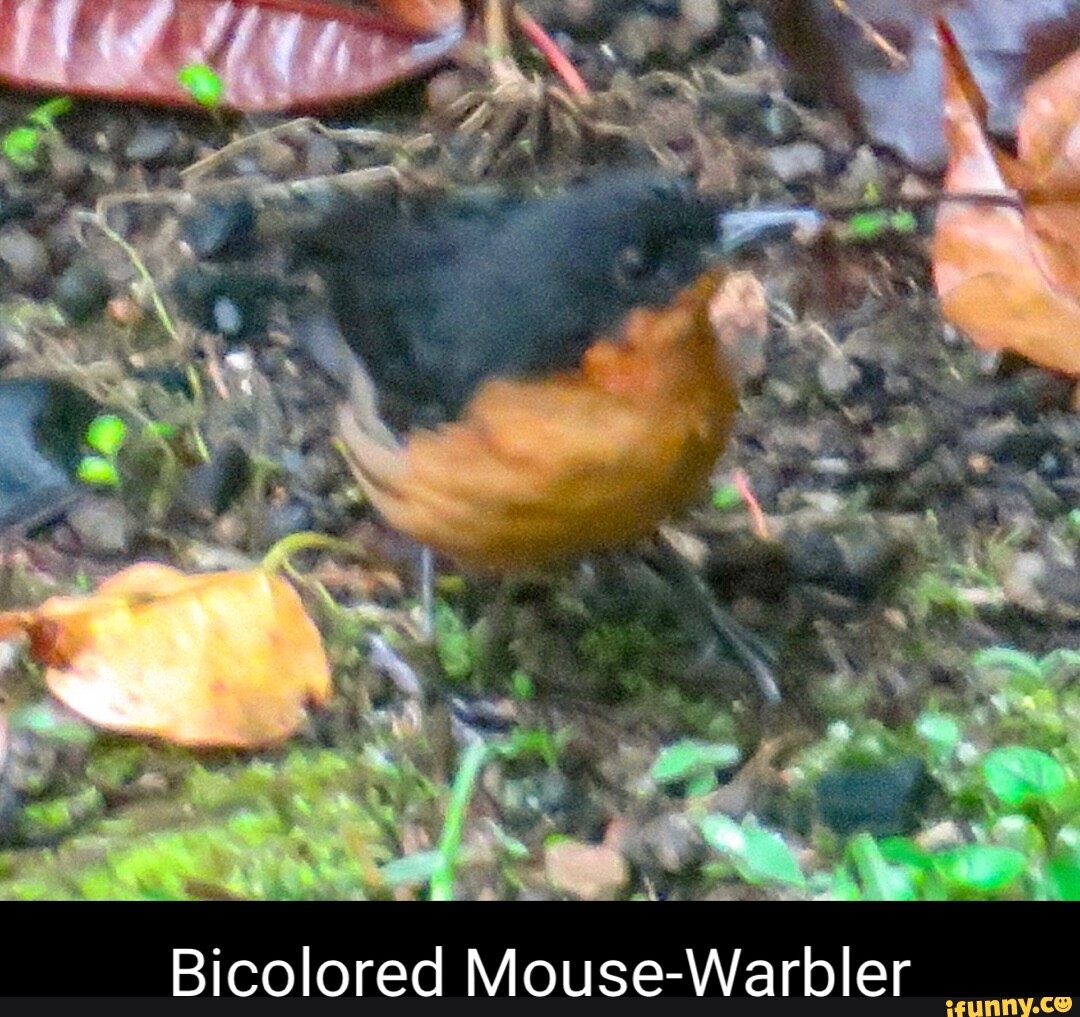Bicolored memes. Best Collection of funny Bicolored pictures on iFunny