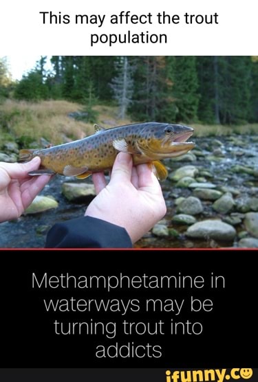 Sad Trout Meme