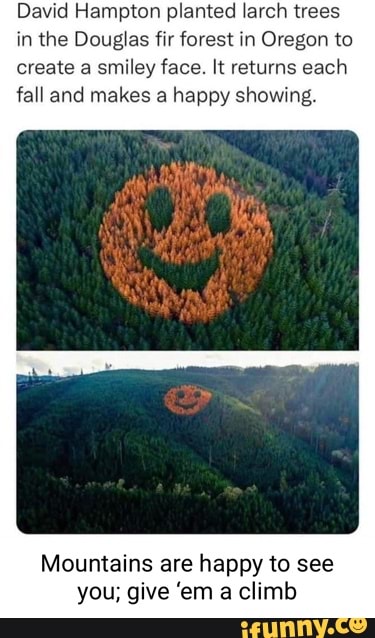 David Hampton planted larch trees in the Douglas fir forest in Oregon ...