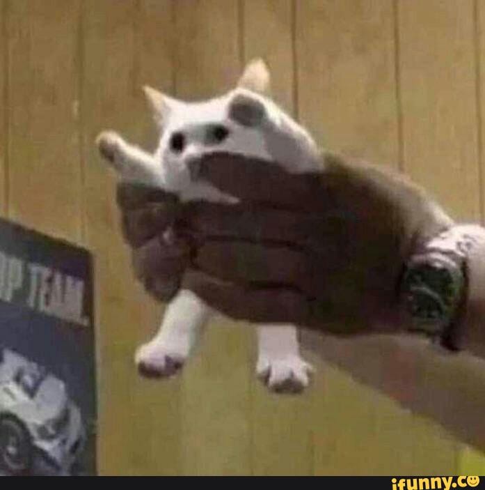 #shitpost#cat#memes#cursed_images - iFunny