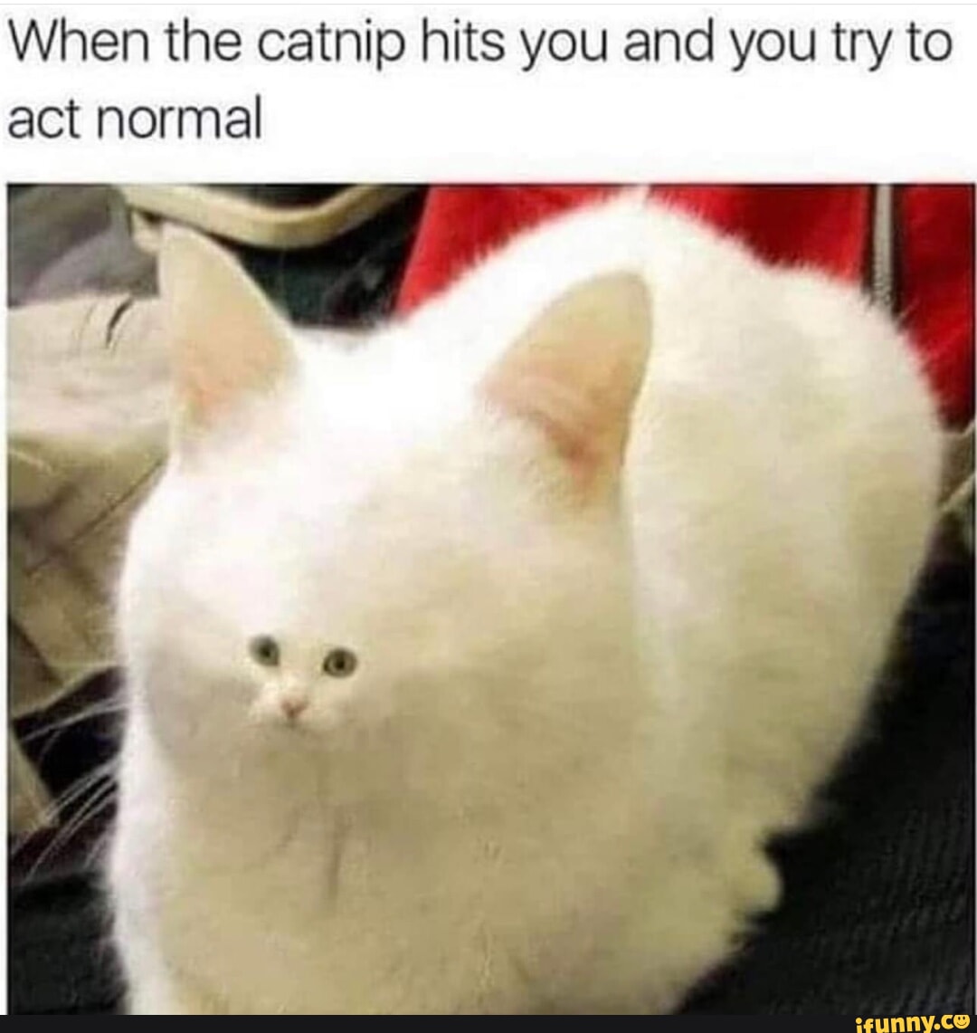 Catnip memes. Best Collection of funny Catnip pictures on iFunny