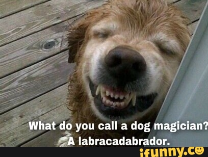 Labracadabrador memes. Best Collection of funny Labracadabrador ...