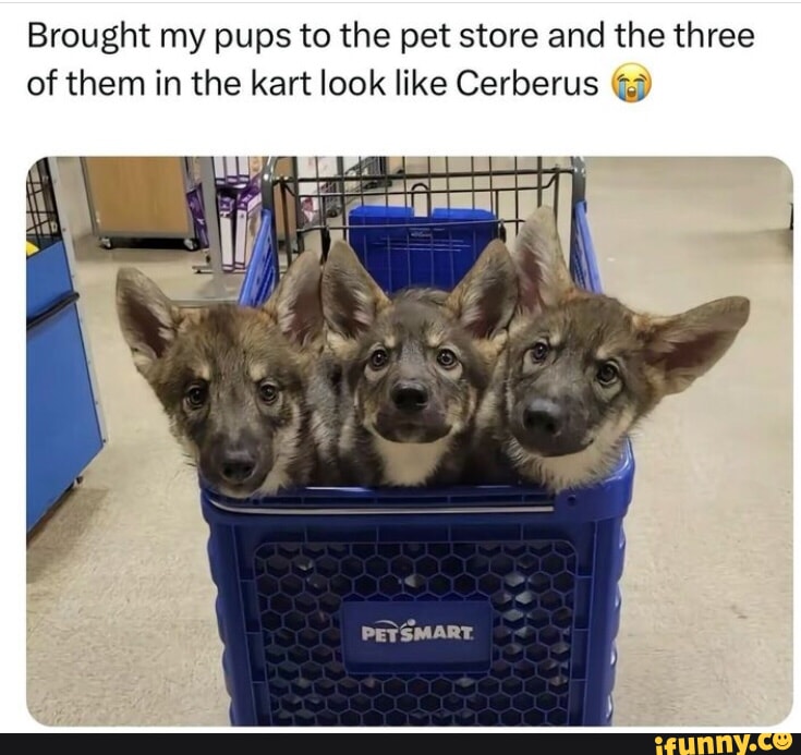 Cerberus memes. Best Collection of funny Cerberus pictures on iFunny