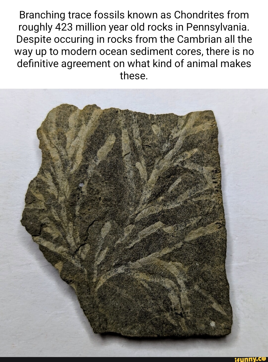 Branching trace fossils known as Chondrites from roughly 423 million ...