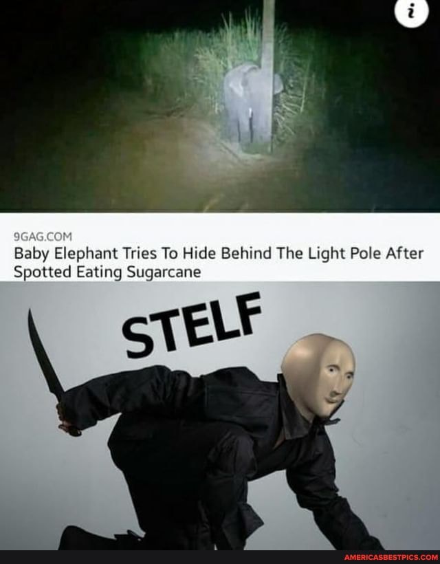 Baby Elephant Tries To Hide Behind The Light Pole After STELF Spotted ...