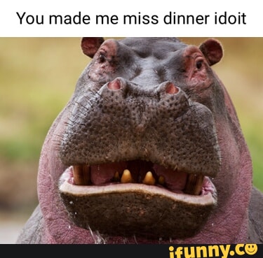 Idoit memes. Best Collection of funny Idoit pictures on iFunny