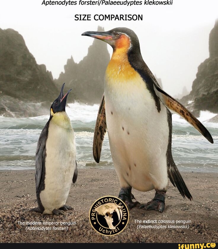 Aptenoaytes KieKOWSKII SIZE COMPARISON Thioden: penguin" 'The -colossus ...
