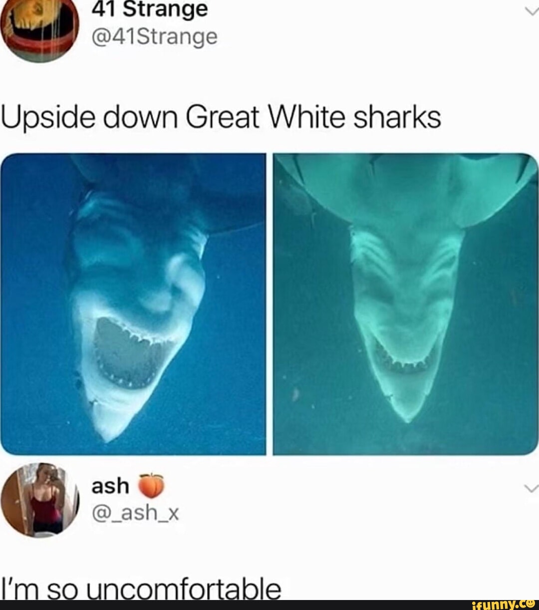 I @41Strange Upside down Great White sharks ash I @_ash_x - iFunny