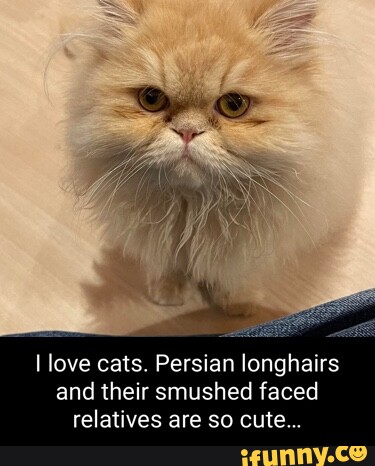 Smushed memes. Best Collection of funny Smushed pictures on iFunny