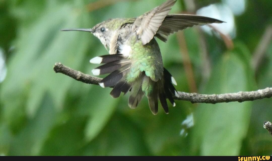 Hummingbird memes. Best Collection of funny Hummingbird pictures on iFunny