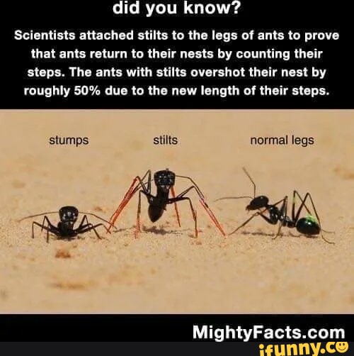 Did you know? Scientists attached stilts to the legs of ants to prove ...