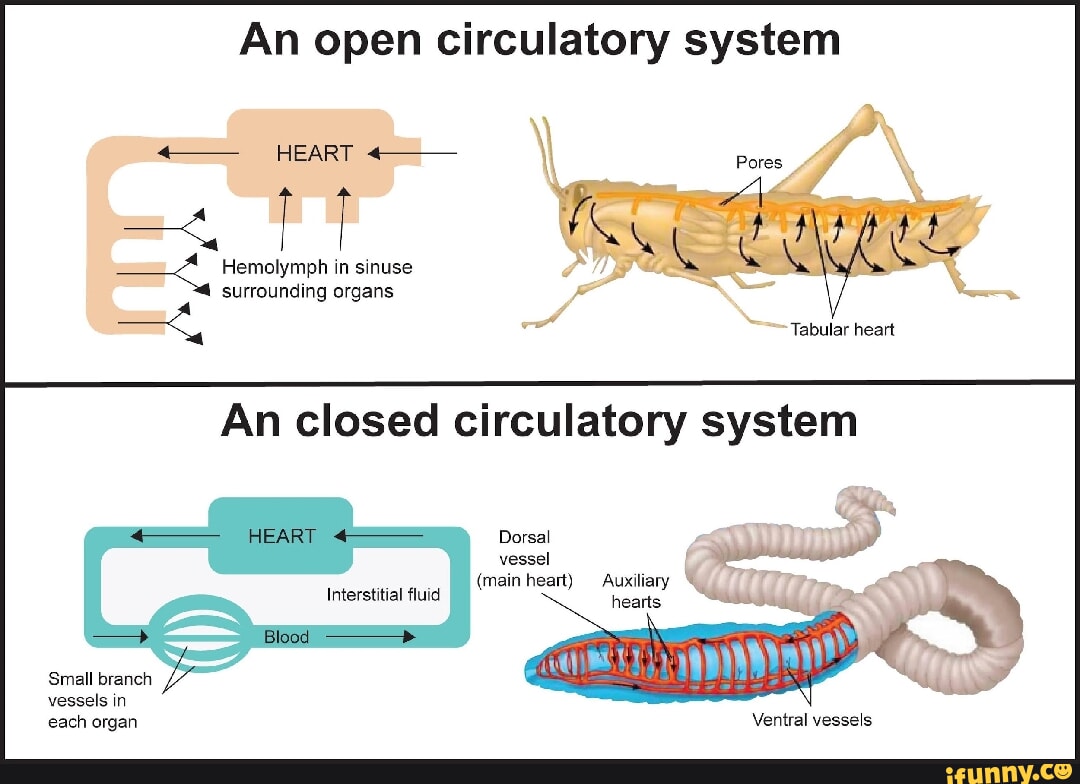 Circulatory memes. Best Collection of funny Circulatory pictures on iFunny