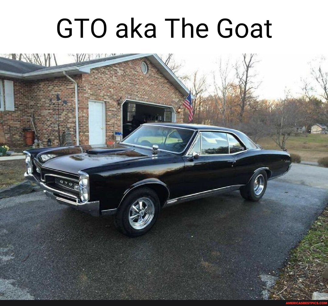 GTO aka The Goat - America’s best pics and videos