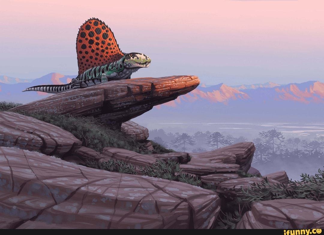 Dimetrodon; synapsids closer related to mammals than reptiles 295 – 272 ...