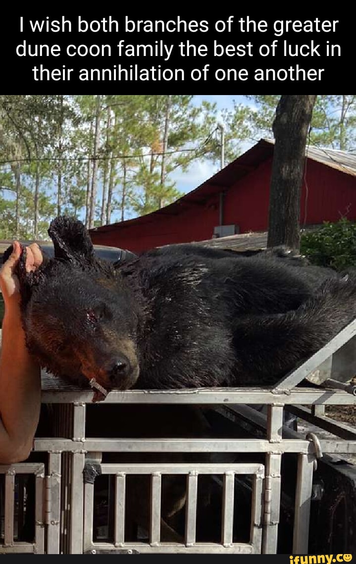 I wish both branches of the greater dune coon family the best of luck ...