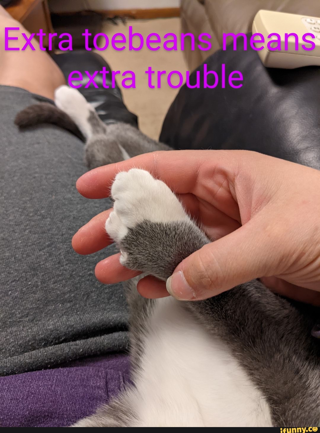 Polydactyl_cat memes. Best Collection of funny Polydactyl_cat pictures ...