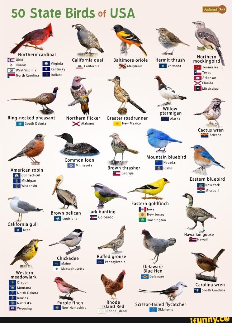 Quail memes. Best Collection of funny Quail pictures on iFunny