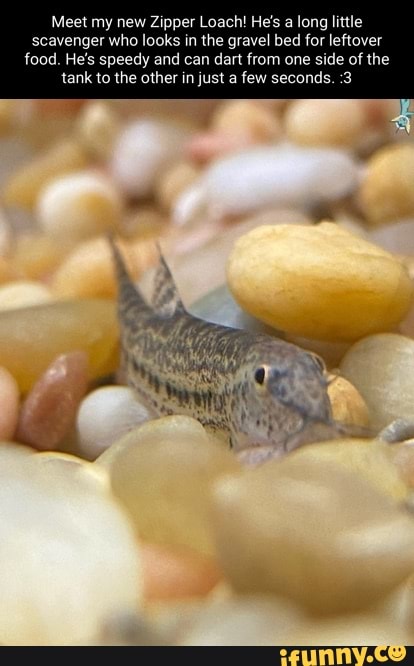 Meet my new Zipper Loach! He's a long little scavenger who looks in the ...