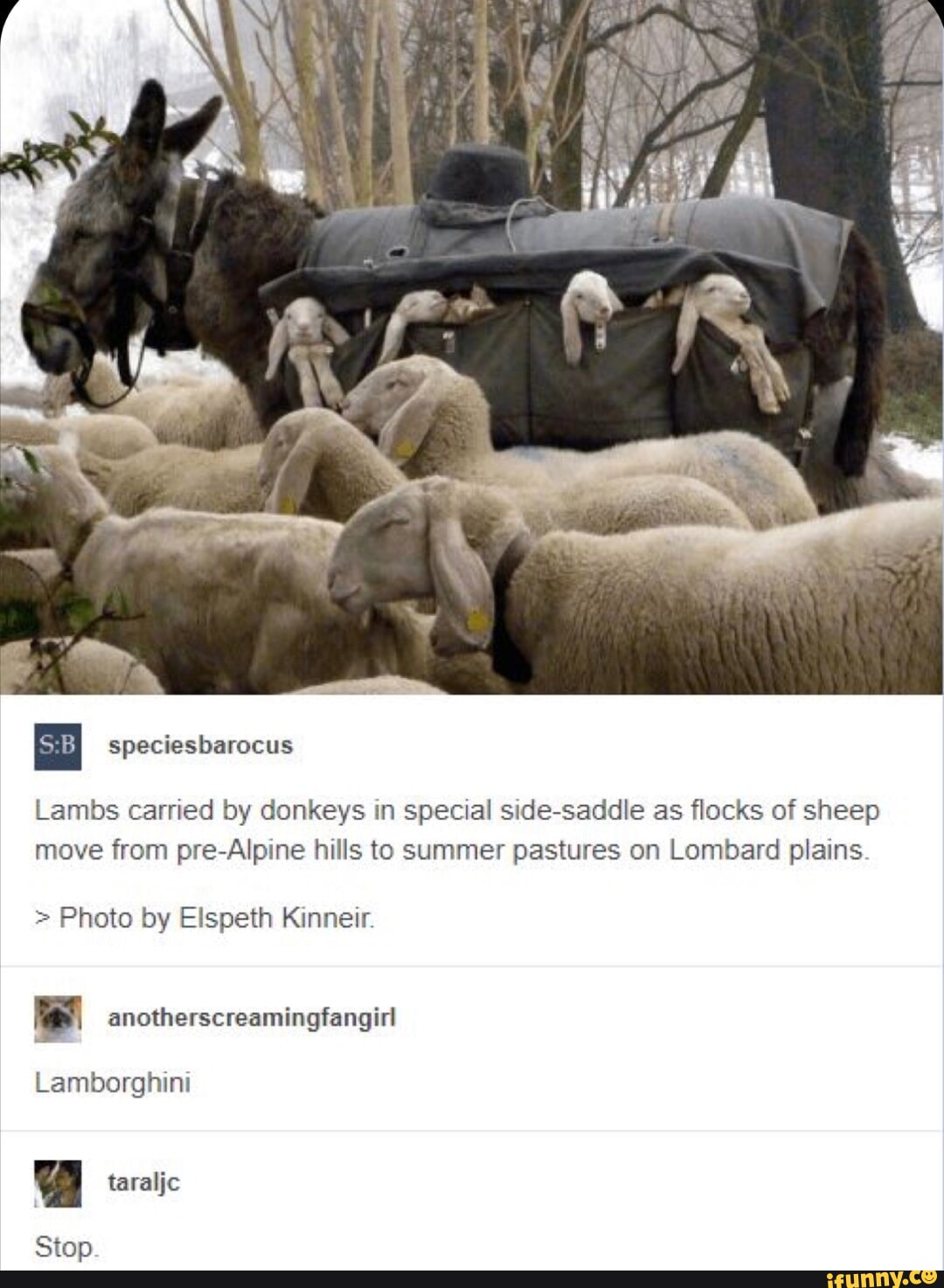 Sheep memes. Best Collection of funny Sheep pictures on iFunny