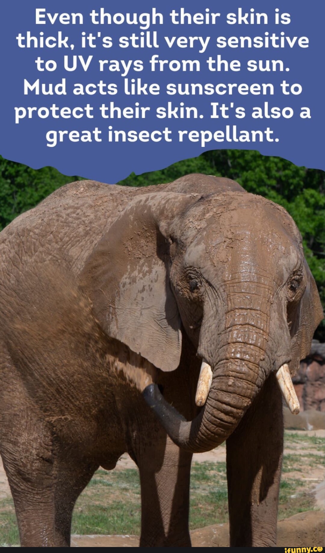 Repellant memes. Best Collection of funny Repellant pictures on iFunny