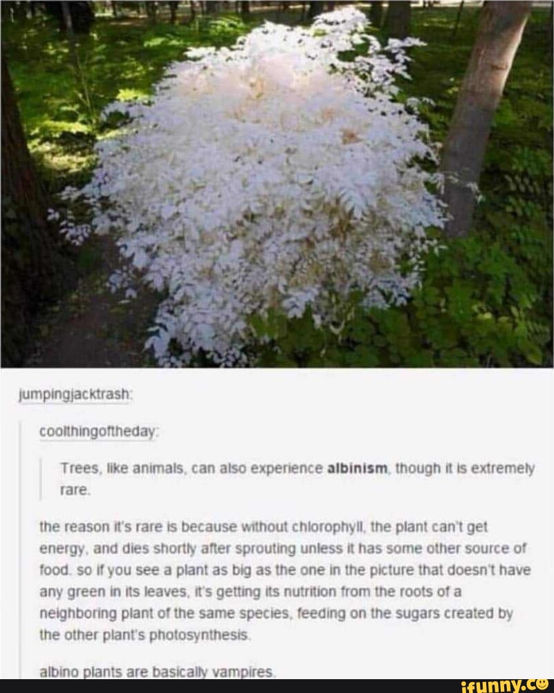 Chlorophyll memes. Best Collection of funny Chlorophyll pictures on iFunny