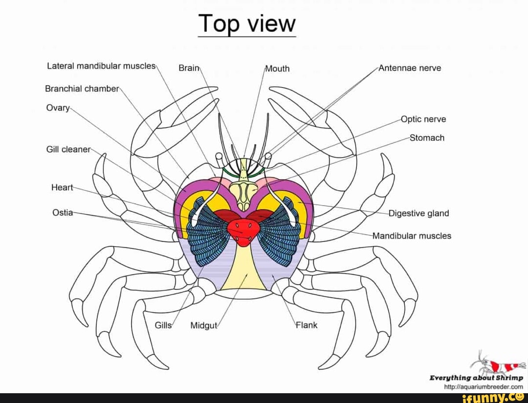 Top view Lateral mandibular muscles Mandibular muscles Branchial ...