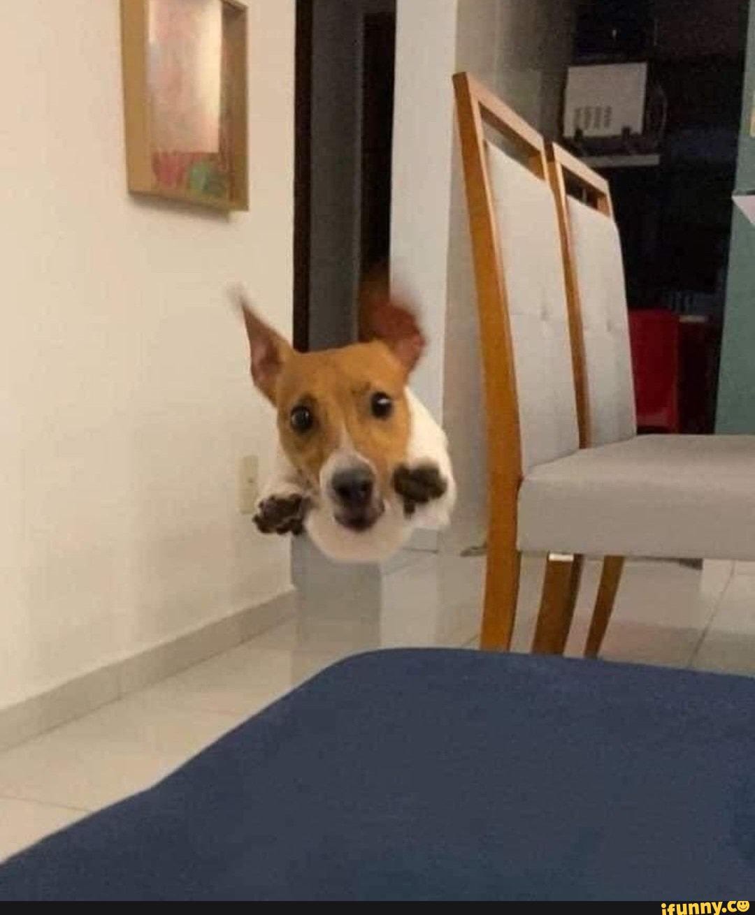Flying_dog memes. Best Collection of funny Flying_dog pictures on iFunny