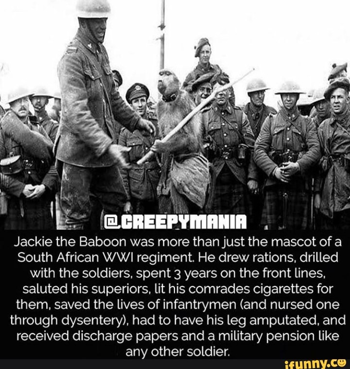 Jackie the Baboon was more than just the mascot of a South African W/W ...