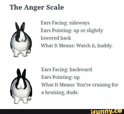 The Anger Scale Ears Facing: sideways Ears Pointing: up or slightly ...