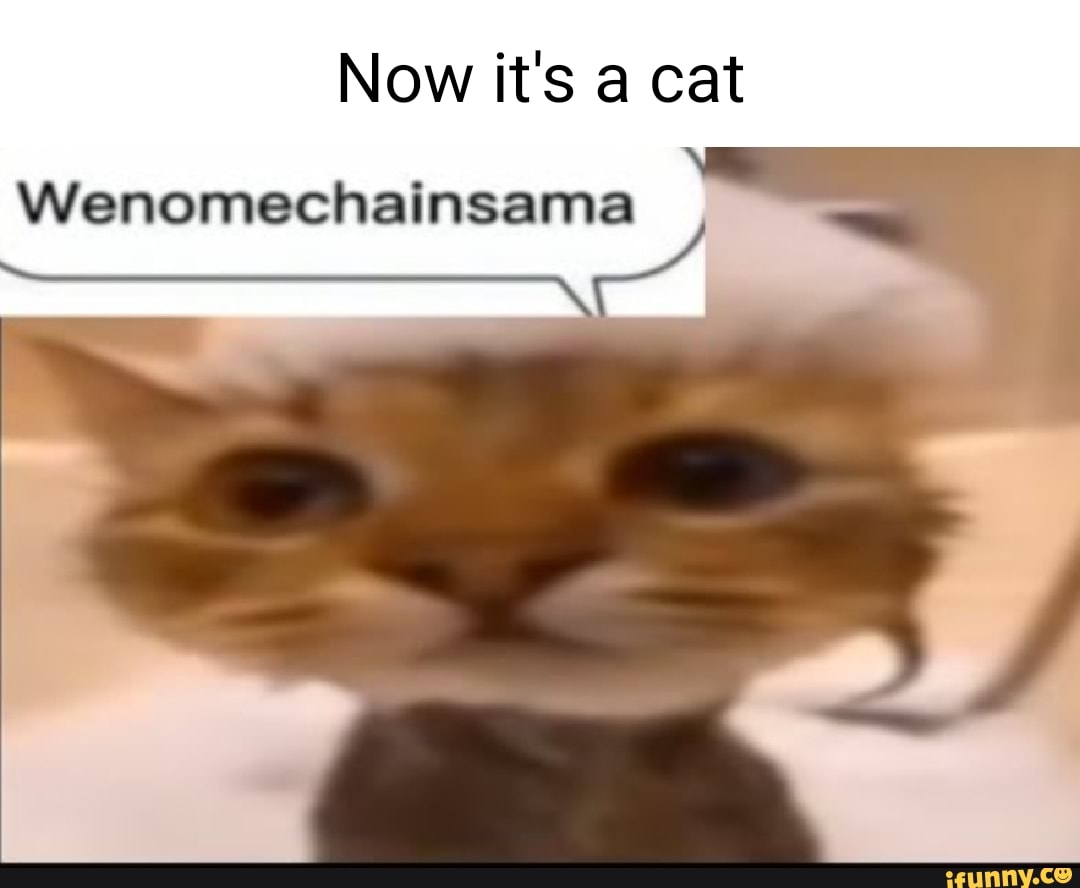 Wenomechainsama memes. Best Collection of funny Wenomechainsama ...