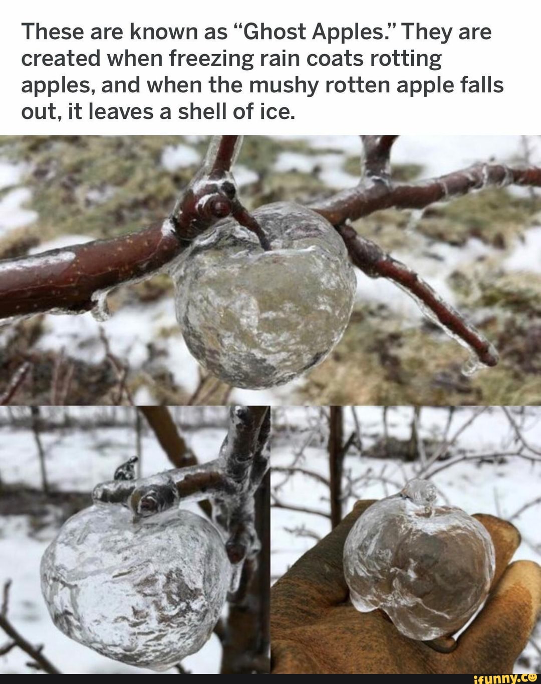 These are known as “Ghost Apples.” They are created when freezing rain ...