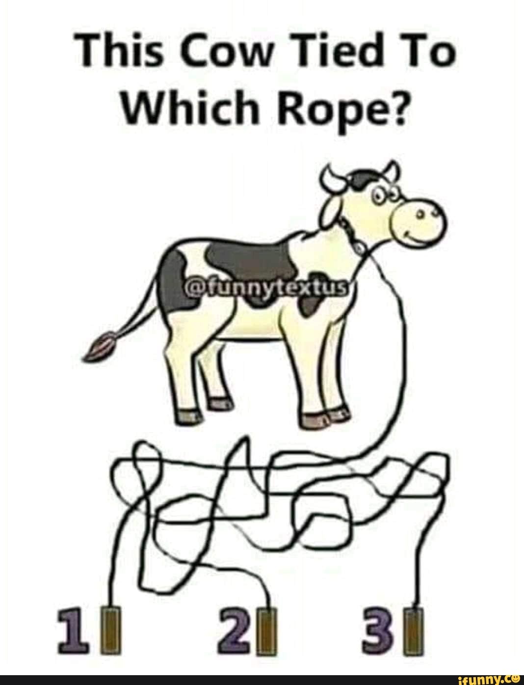 This Cow Tied To Which Rope? - iFunny