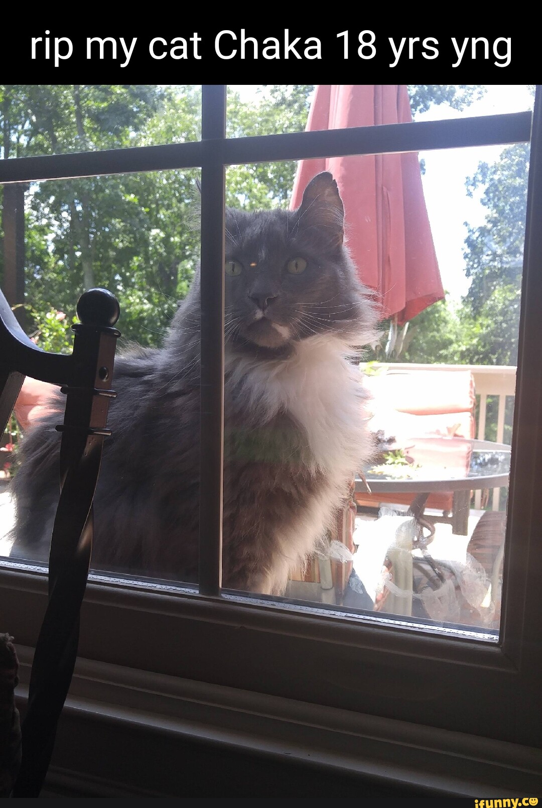 Chaka memes. Best Collection of funny Chaka pictures on iFunny