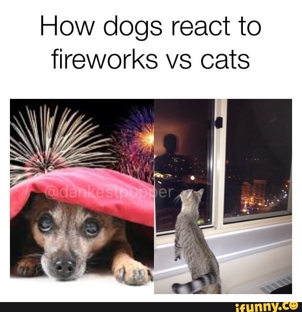 How dogs react to fireworks vs cats - iFunny